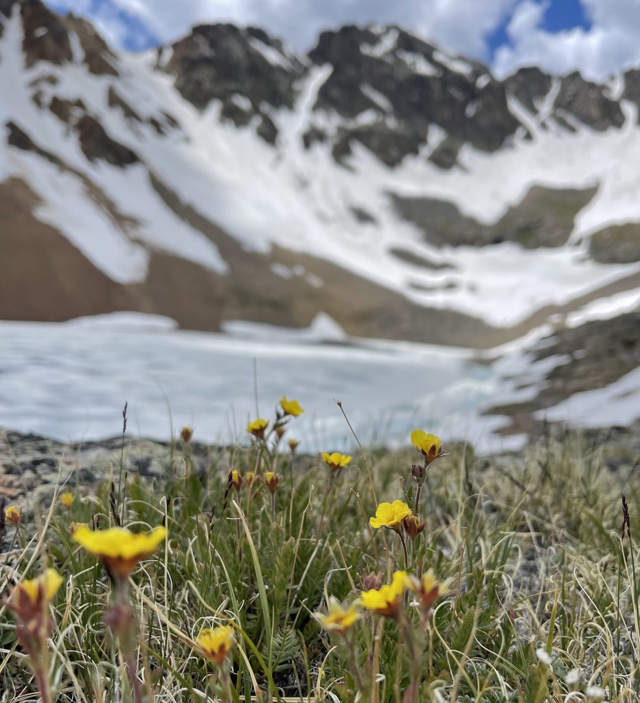 Colorado’s wildflower season should be one of the best ever, but it ...
